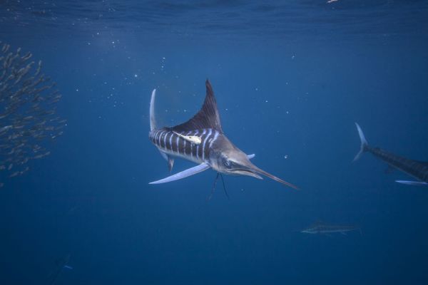 Co-Pilot – Marc Montocchio